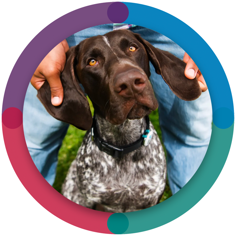 Ticks | Protecting Dogs And Cats From Ticks | Bravecto NZ