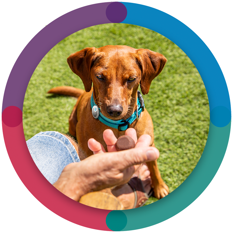 Bravecto Chew for Dogs | Flea & Tick Protection | Bravecto NZ