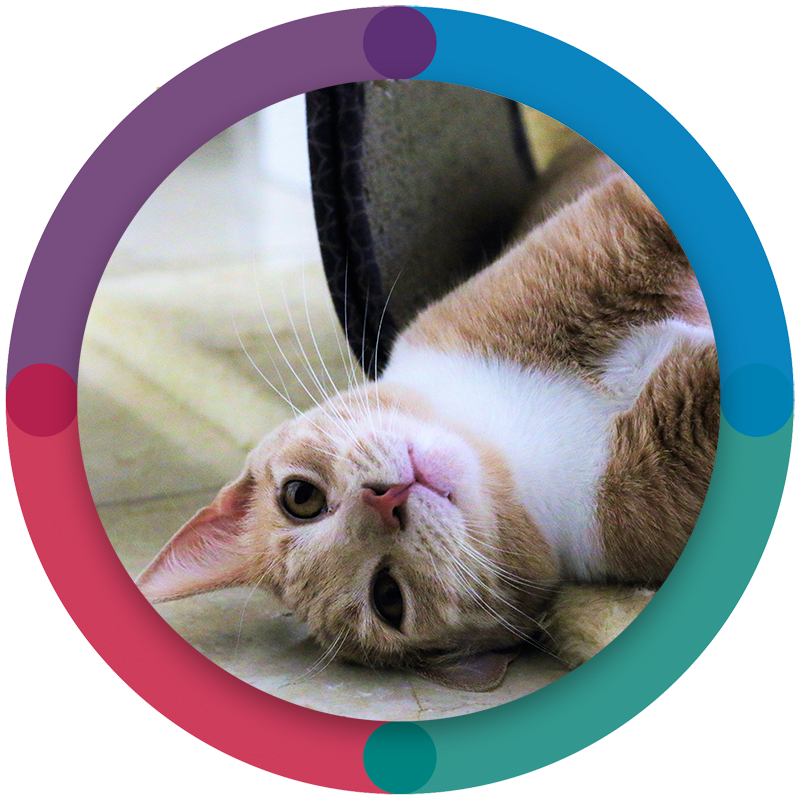 Bravecto Plus For Cats | Flea, Tick And Worm Treatment