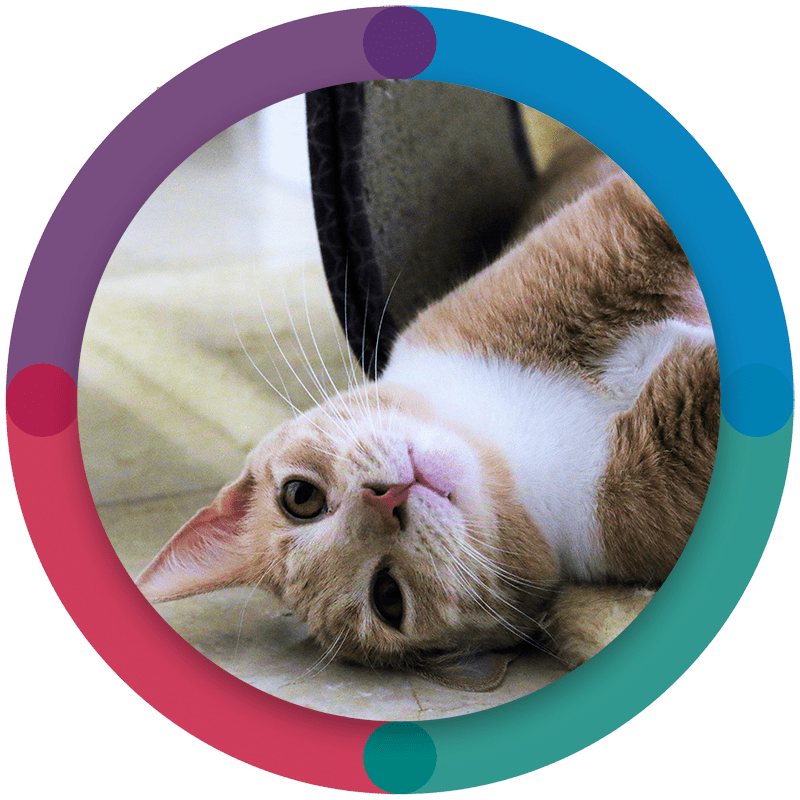 Bravecto Plus For Cats | Flea, Tick And Worm Treatment