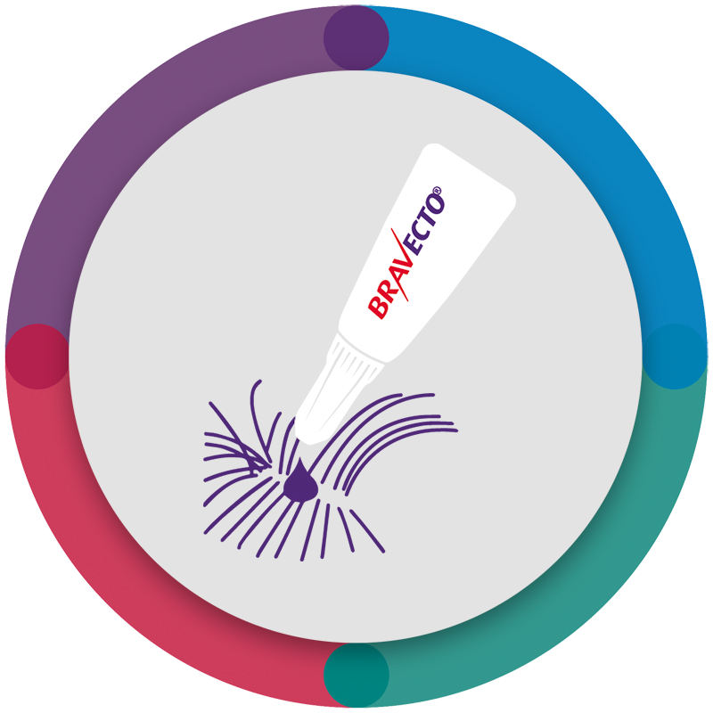 Bravecto Plus For Cats | Flea, Tick And Worm Treatment