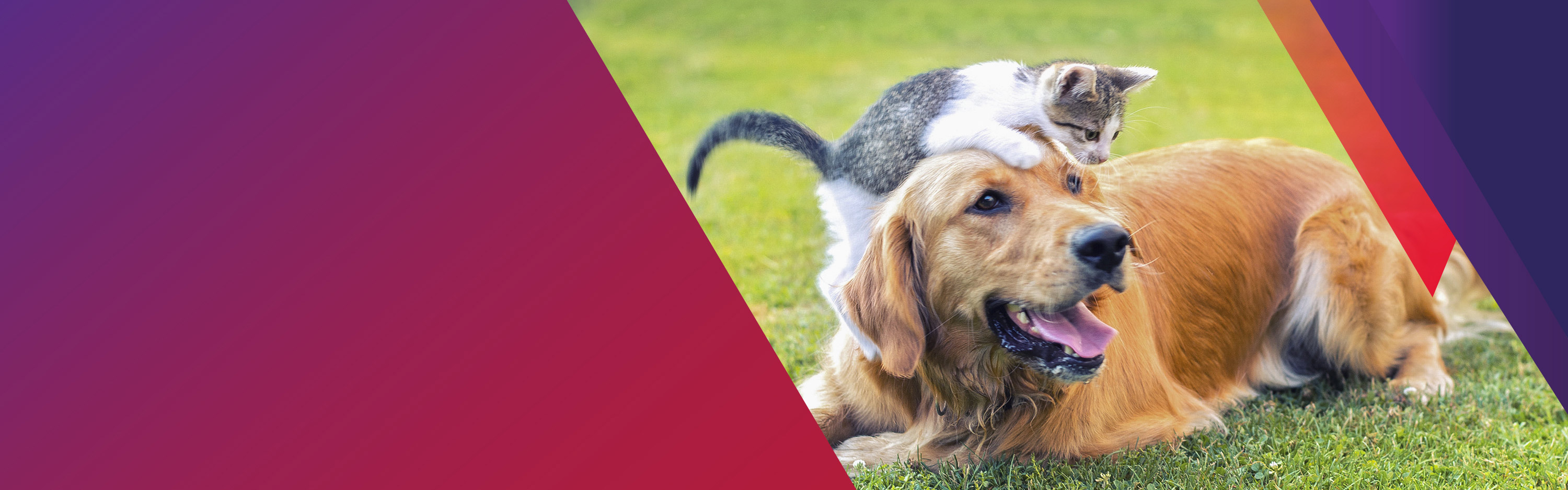 Bravecto | Long Lasting Parasite Protection For Dogs & Cats | NZ