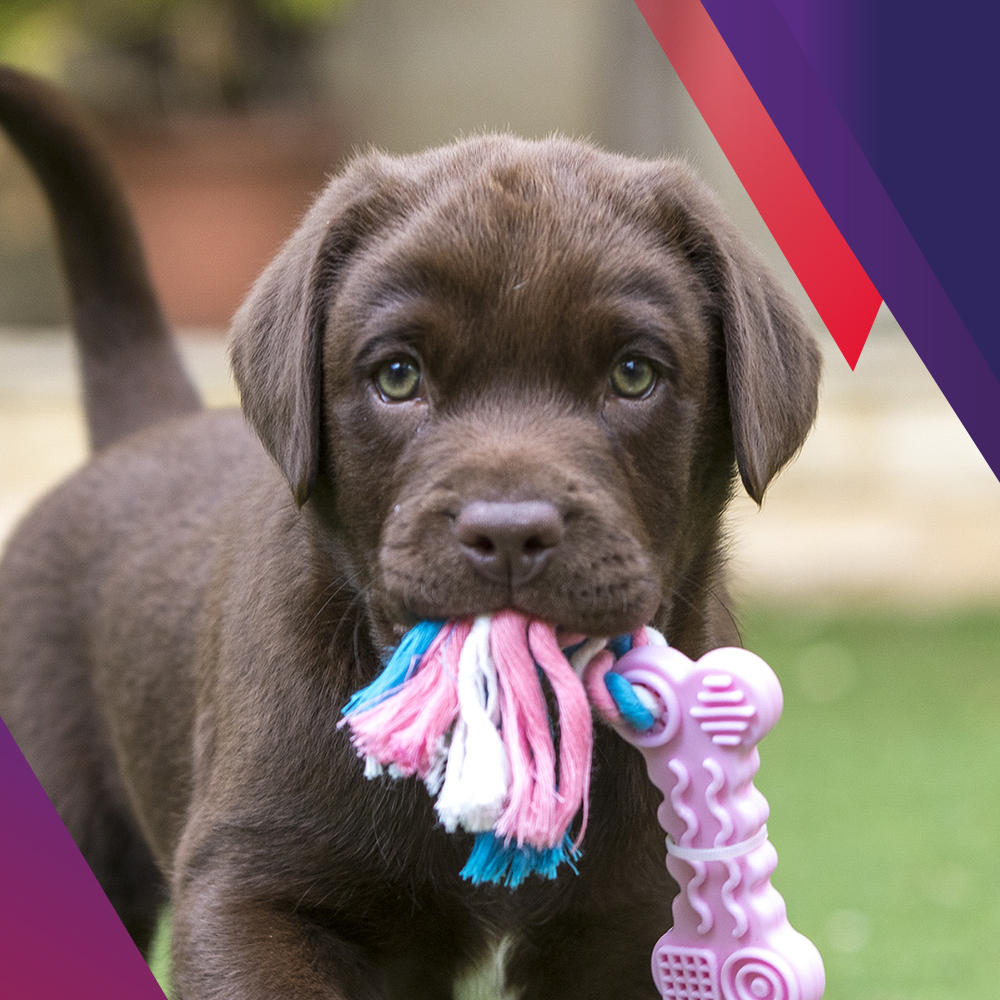 Bravecto | Long Lasting Parasite Protection For Dogs & Cats | NZ