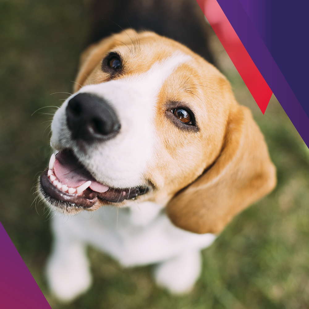 Bravecto | Long Lasting Parasite Protection For Dogs & Cats | NZ