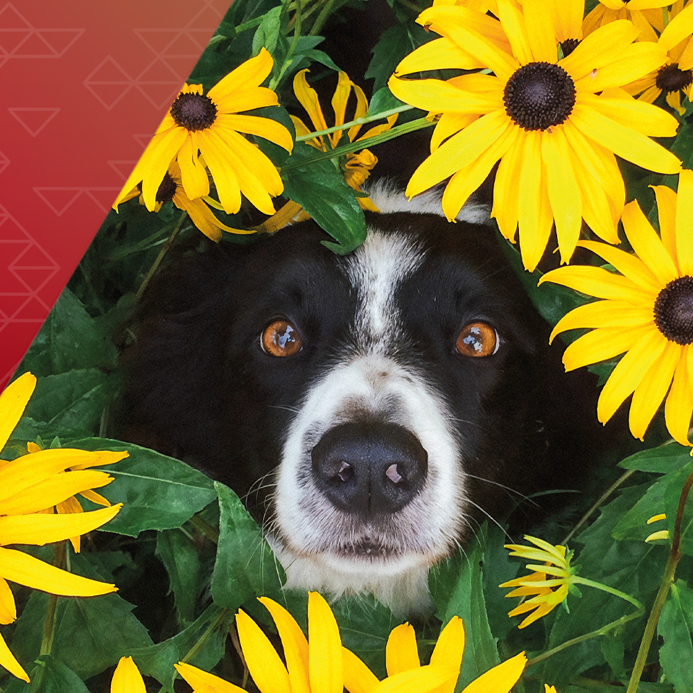 Bravecto | Long Lasting Parasite Protection For Dogs & Cats | NZ