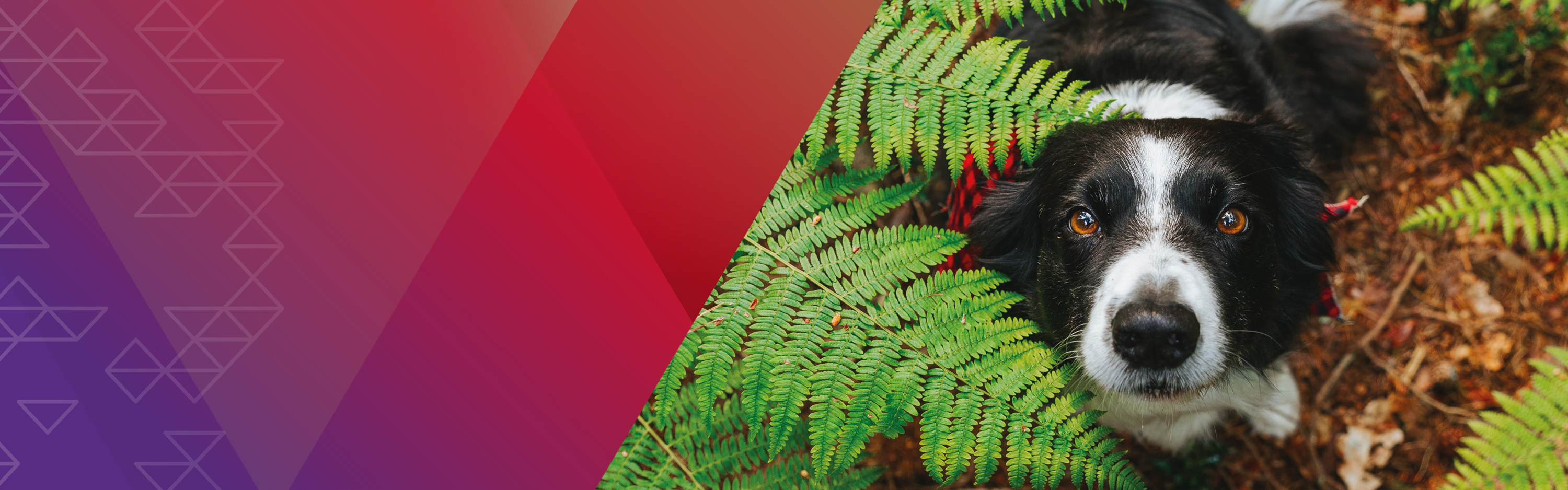 Bravecto | Long Lasting Parasite Protection For Dogs & Cats | NZ