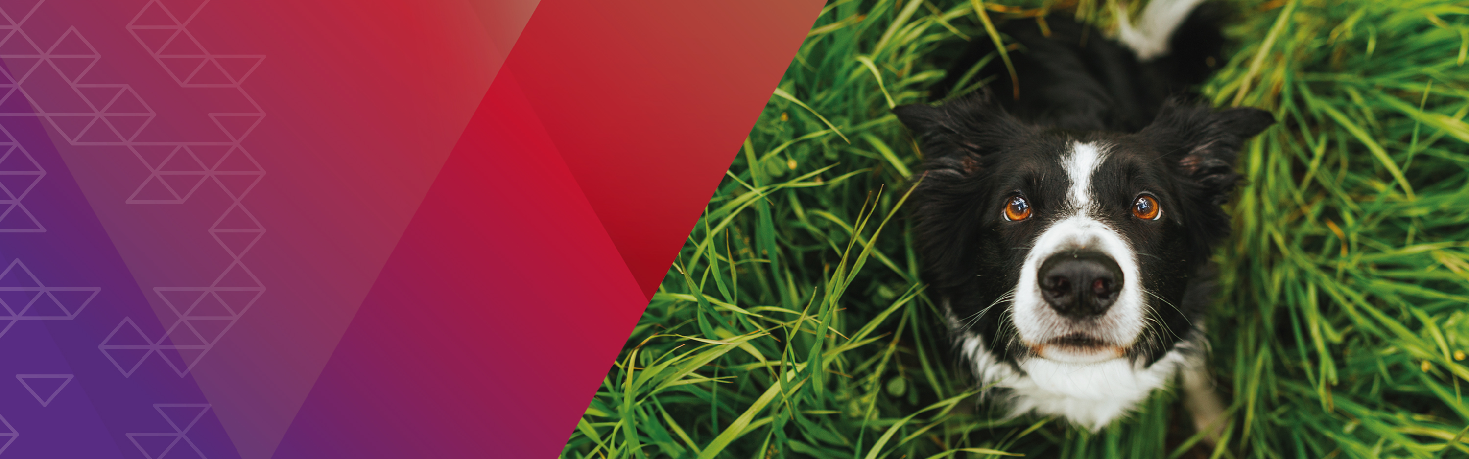 Bravecto | Long Lasting Parasite Protection For Dogs & Cats | NZ